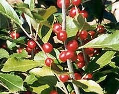 Ilex verticillata Sweethearts - Apollo/Sparkleberry Combo
