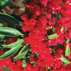 Kalmia latifolia "Forever Red" Mountain Laurel from Historyland Nursery