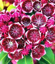 Kalmia latifolia "Keepsake" Mountain Laurel from Historyland Nursery