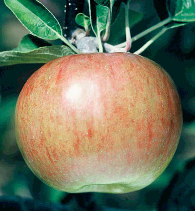 Malus domestica 'Cortland' Cortland Apple from Historyland Nursery