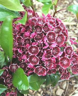 Kalmia latifolia "Keepsake" Mountain Laurel from Historyland Nursery
