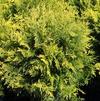 Thuja 'Golden Globe'