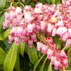 Pieris Japonica japonica 'Valley Rose'